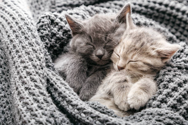 Three Sleepy Kittens – 100CountryTrek.com