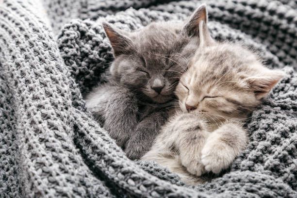 Three Sleepy Kittens – 100CountryTrek.com